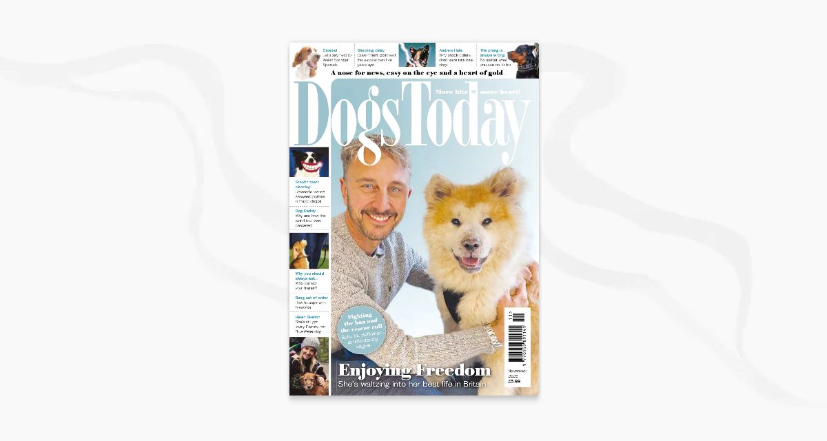 Dogs Today_November_2023