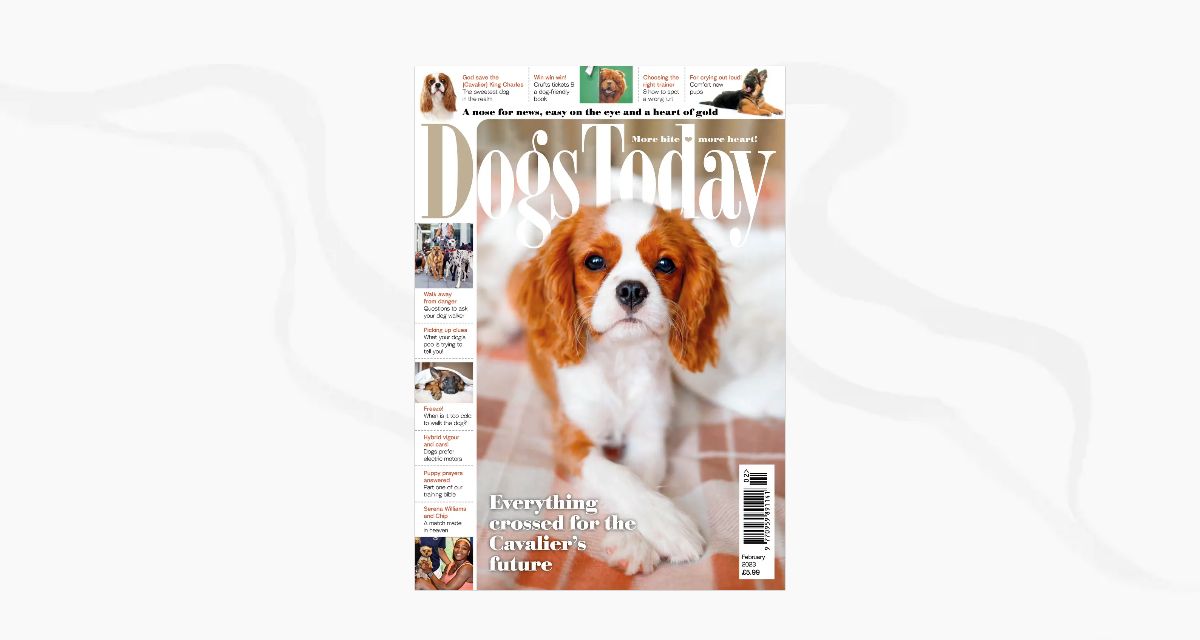 Dogs Today_February_2023