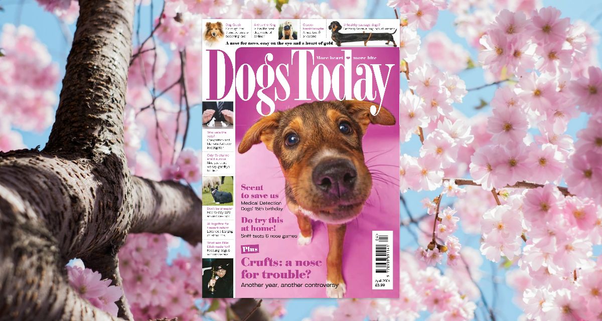 Dogs Today_April_2024