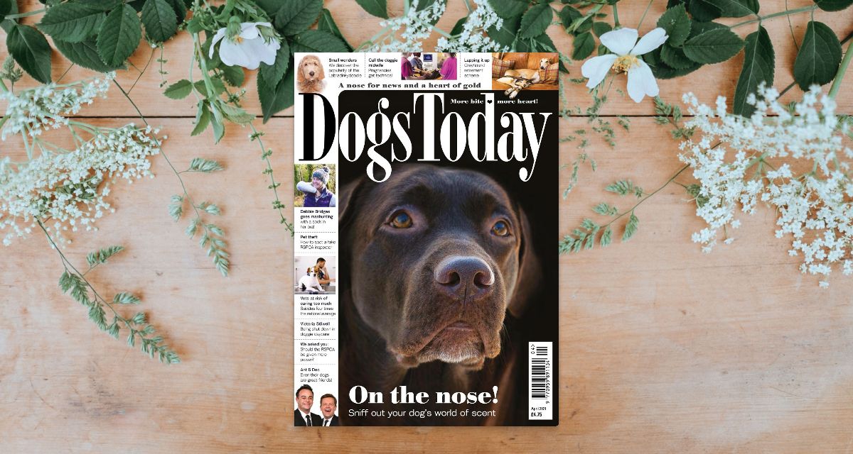 Dogs Today_April_2021