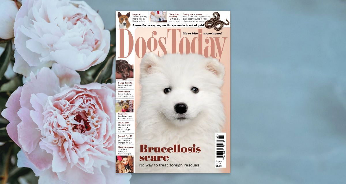 Dogs Today_August_2023