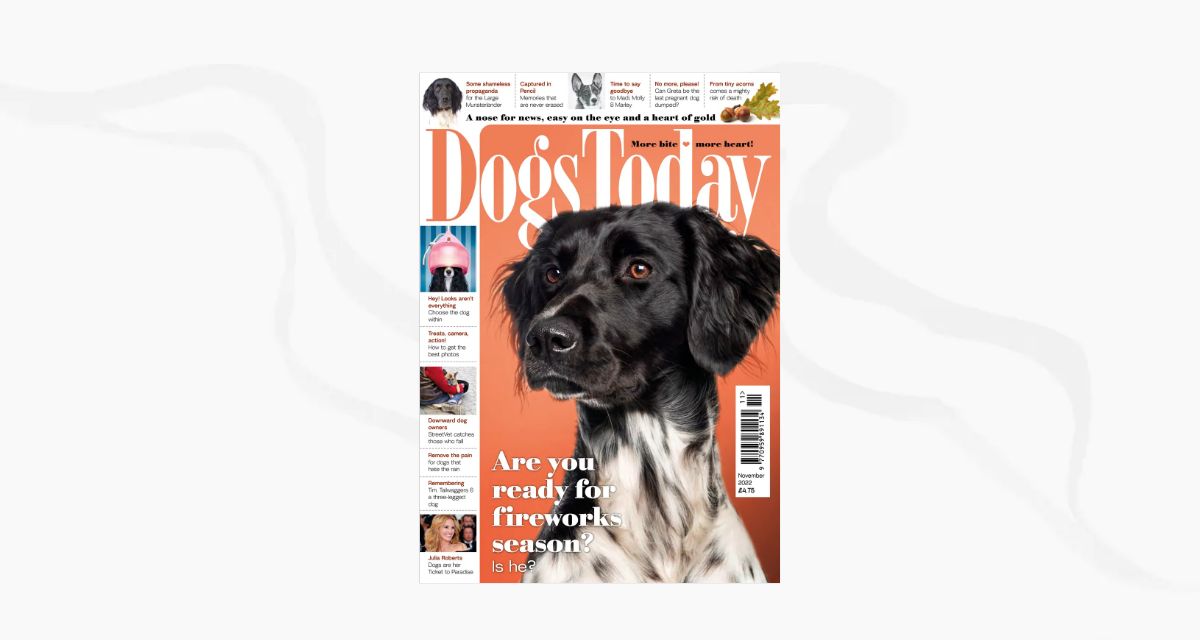 Dogs Today_November_2022