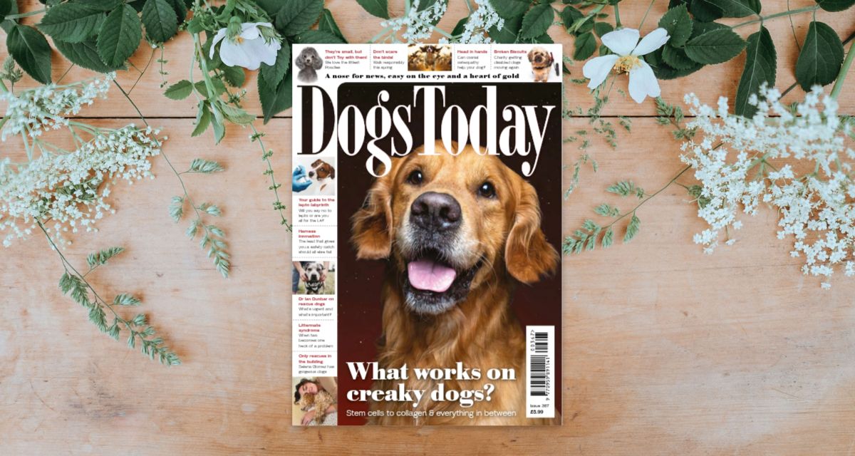 Dogs Today 367