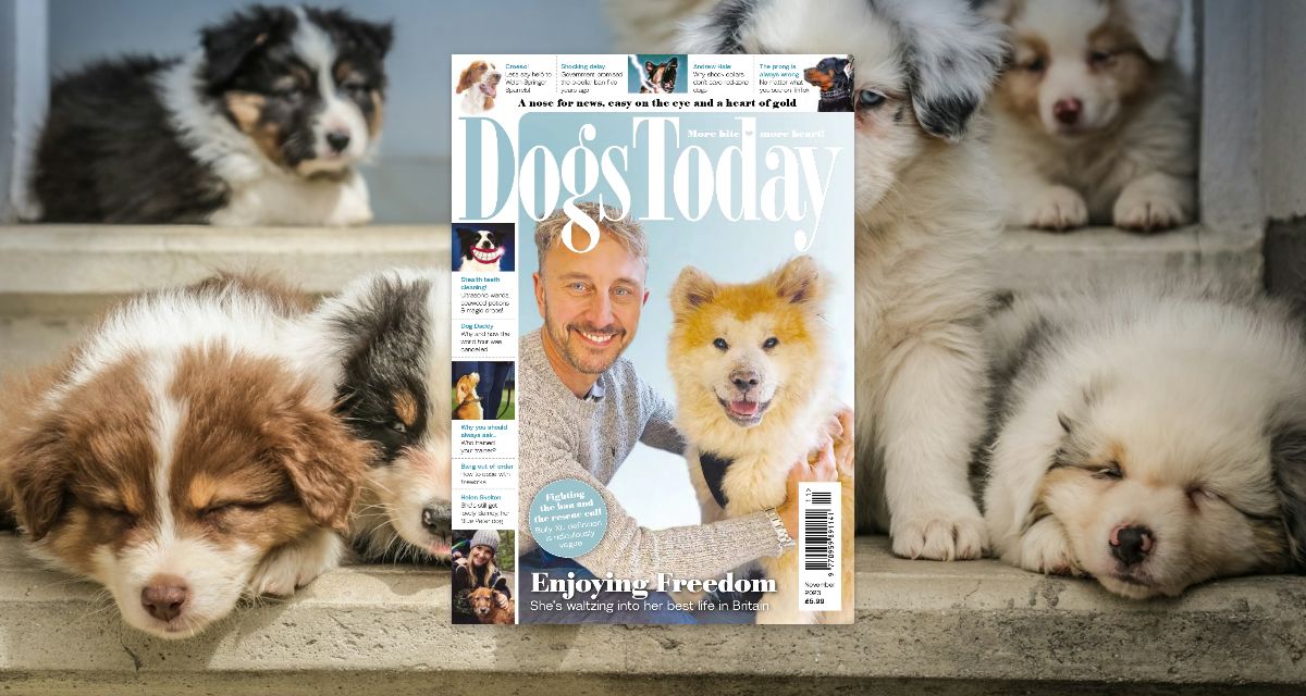 Dogs Today_November_2023