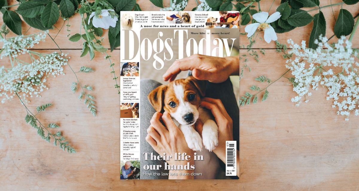Dogs Today_March_2021