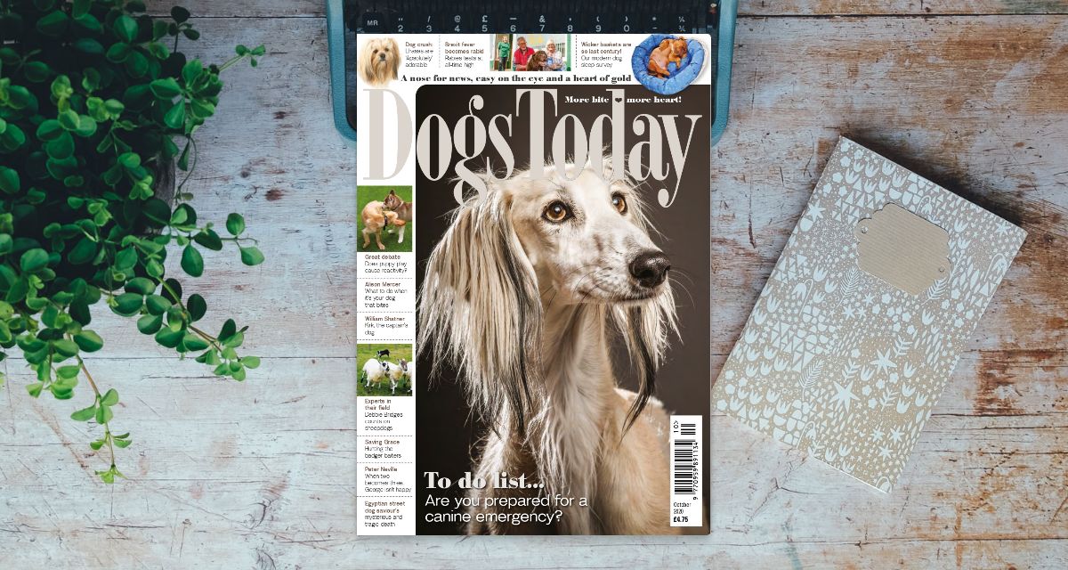 Dogs Today_October_2020