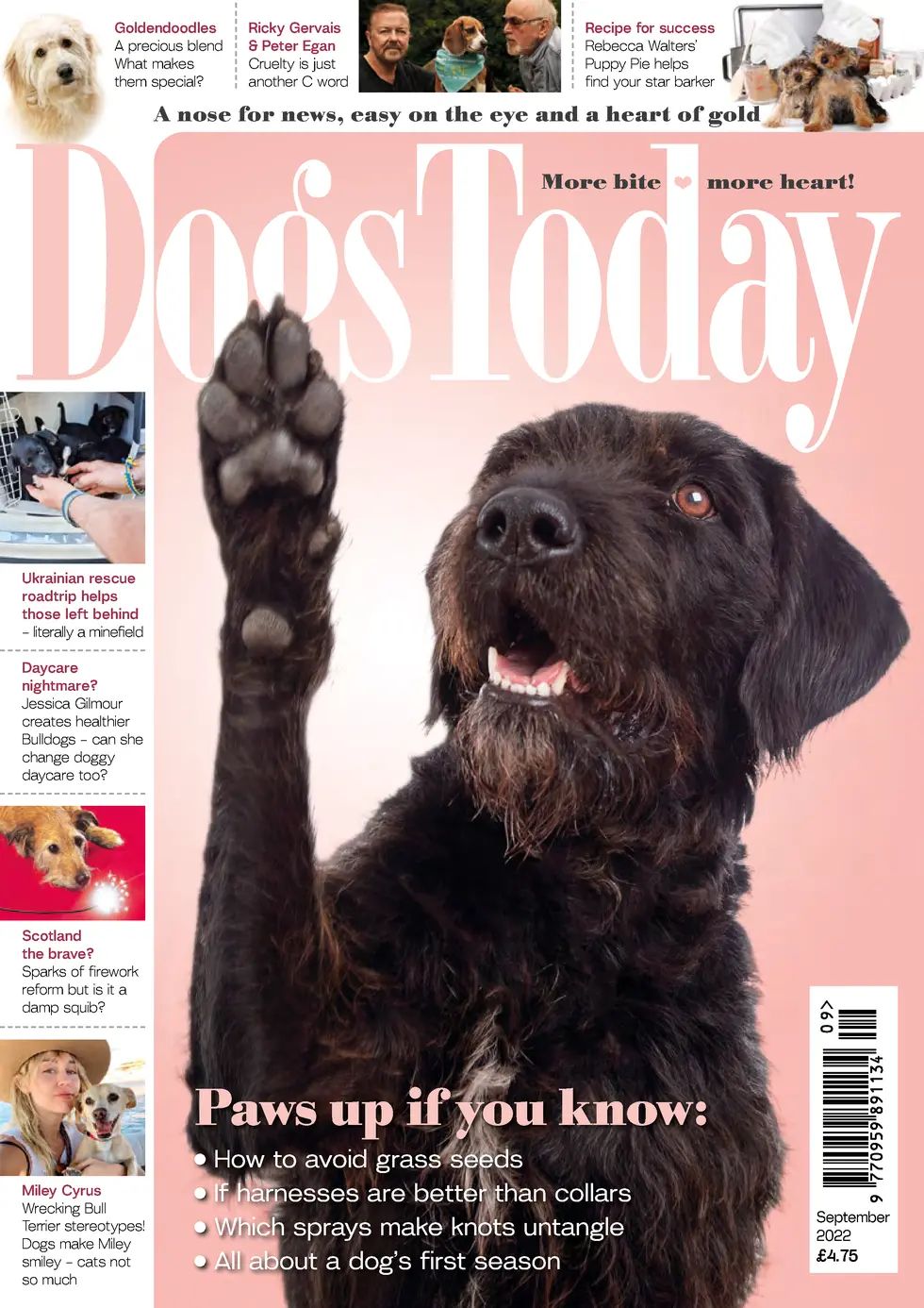 Dogs Today_Advertising sampler